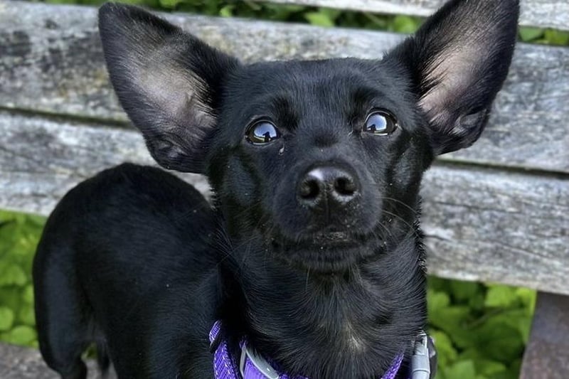 RSPCA: Adorable puppies rescued from house with 40 other dogs looking ...
